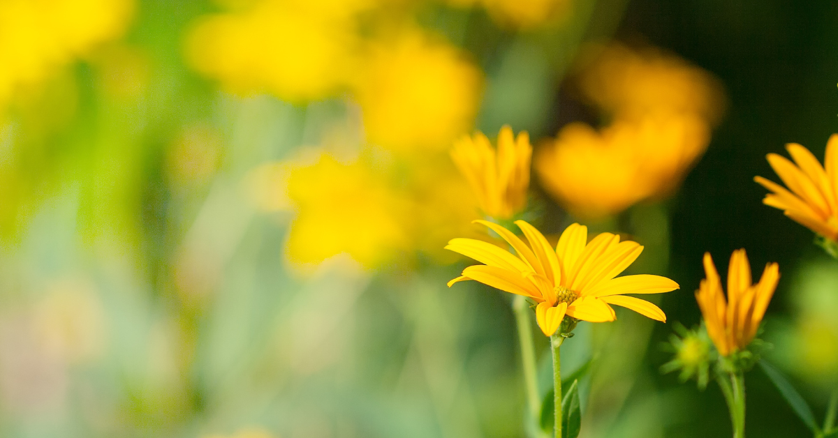 The Energy Of Spring - Glow Health & Vitality